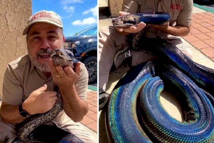 Python Video: 'Rainbow Python' Seen In Man's Lap, People Were Surprised ...