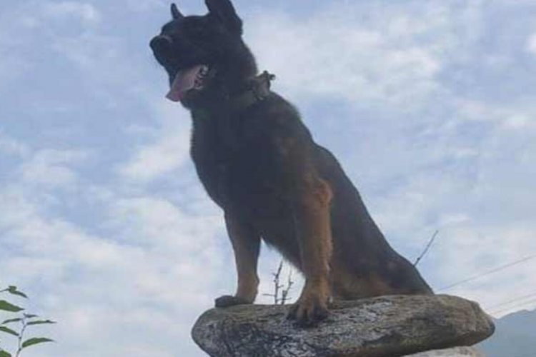 Tribute to Army Dog Zoom Officers-fellow Dogs; Helped to kill 2 ...